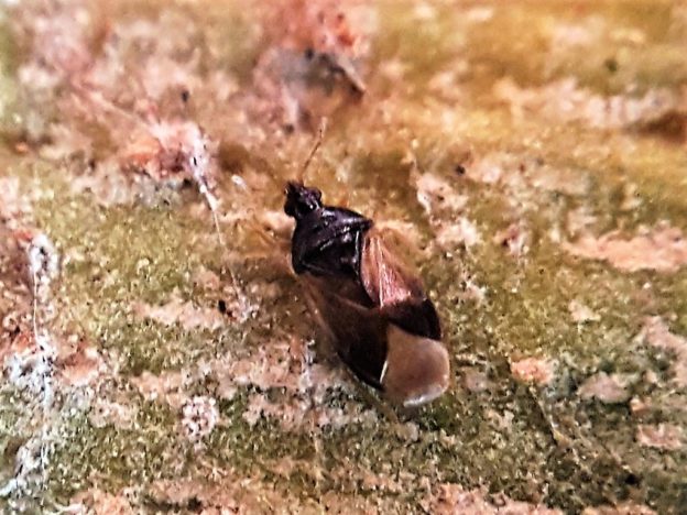 Bloemwants – Orius majusculus | Houtem Natuur Waarnemingen