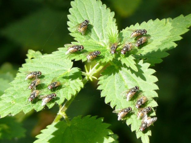 Steekvlieg – Herfstvlieg – Musca autumnalis | Houtem Natuur Waarnemingen