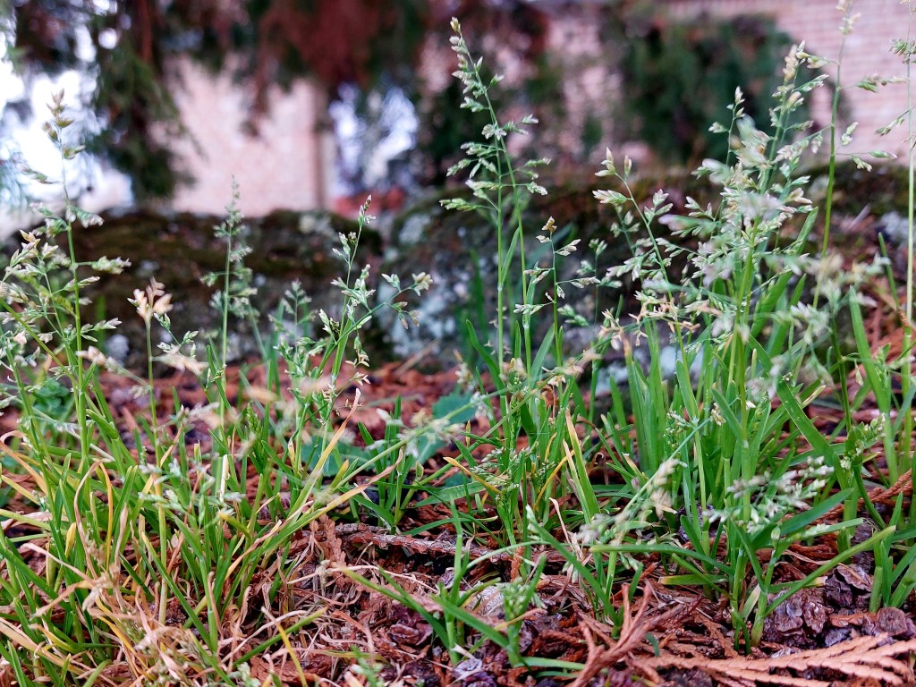 Gras – Straatgras – Poa annua | Houtem Natuur Waarnemingen