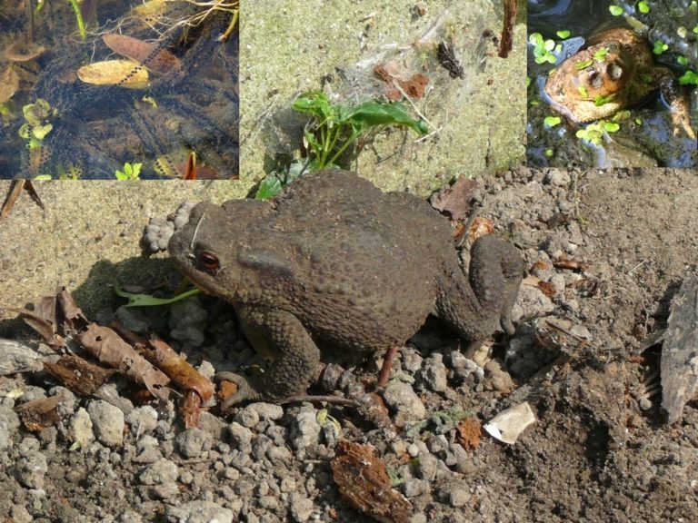 pad – Gewone pad – Bufo bufo | Houtem Natuur Waarnemingen