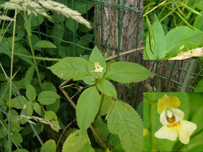 springzaad – Klein springzaad – Impatiens parviflora | Houtem Natuur ...