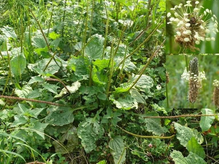 weegbree – Grote weegbree – Plantago major | Houtem Natuur Waarnemingen