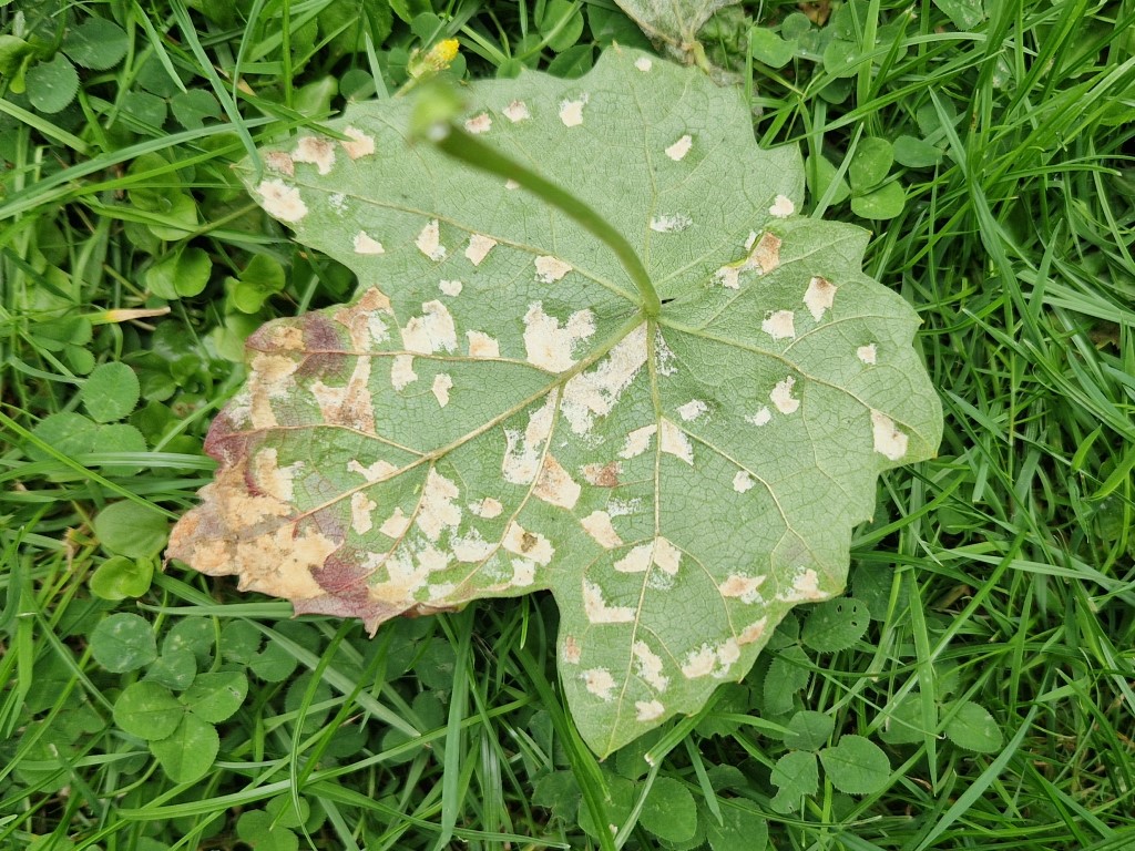 mijt – Druivengalmijt – Druivelaar Plantengal – Colomerus vitis ...