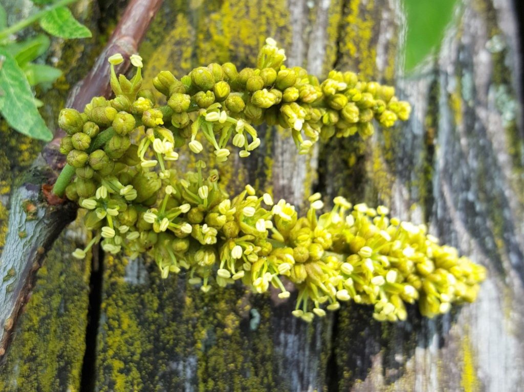 christusdoorn – Valse christusdoorn – Gleditsia triacanthos | Houtem ...