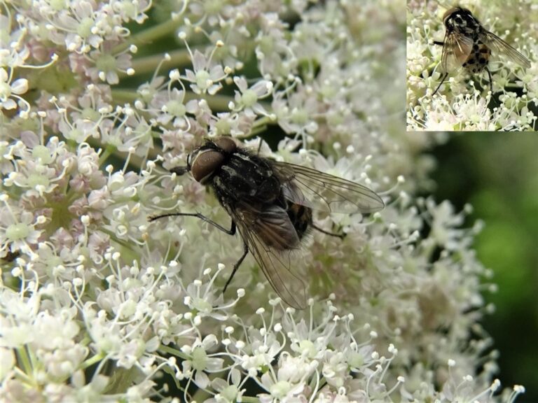 Steekvlieg – Graphomya maculata | Houtem Natuur Waarnemingen