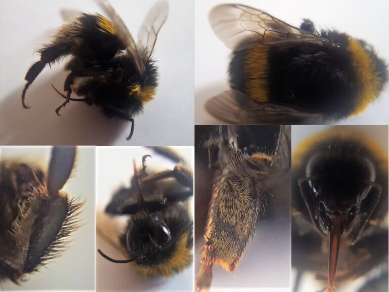 Bij – Aardhommel – Bombus terrestris | Houtem Natuur Waarnemingen