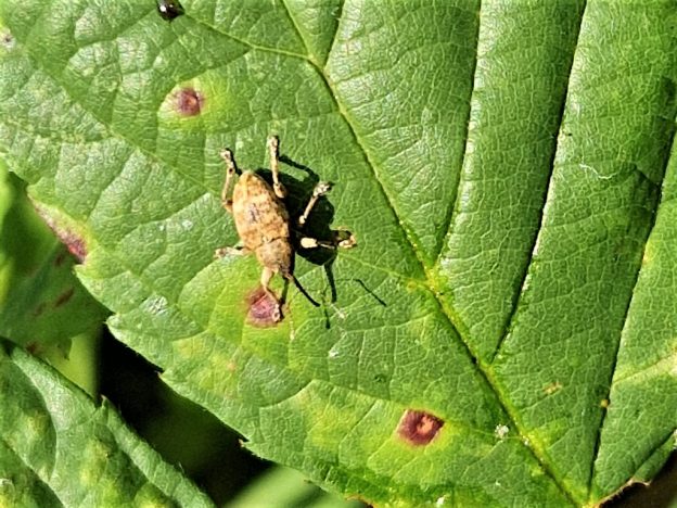 Snuitkever – Grote eikelboorder – Curculio venosus | Houtem Natuur ...