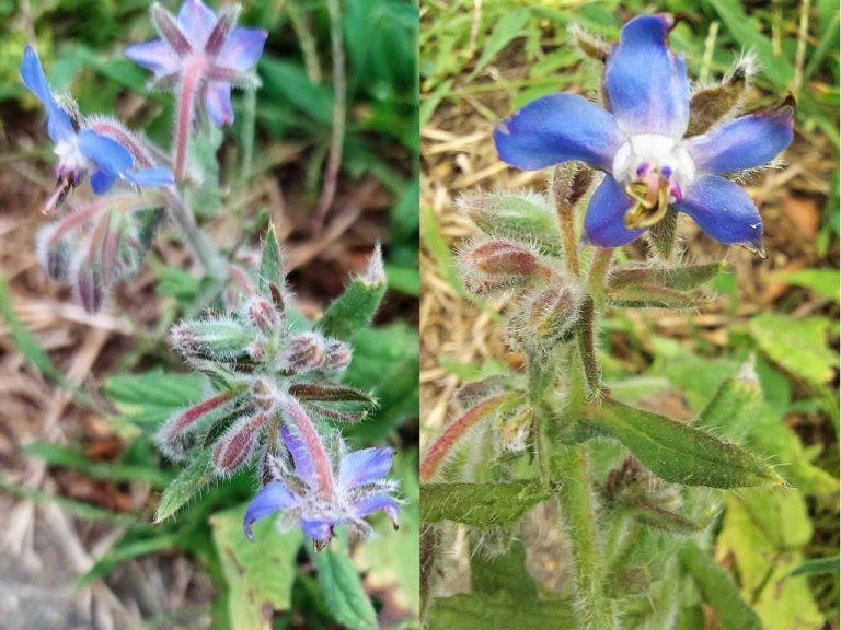 Bernagie – Borago officinalis | Houtem Natuur Waarnemingen
