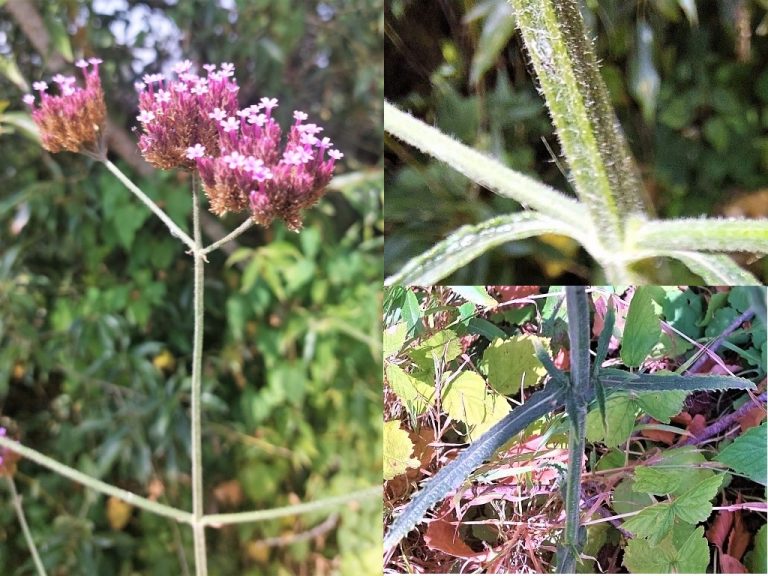 IJzerhard – Stijf ijzerhard – Verbena bonariensis | Houtem Natuur ...