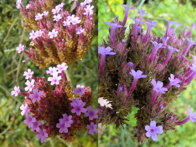 IJzerhard – Stijf ijzerhard – Verbena bonariensis | Houtem Natuur ...