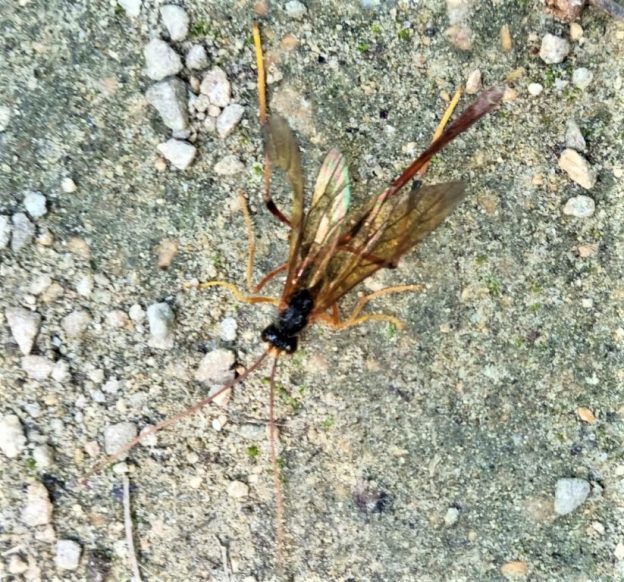 Gewone sluipwesp – Agrypon flaveolatum | Houtem Natuur Waarnemingen