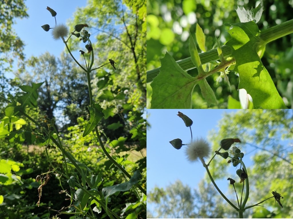 distel – Gewone melkdistel – Sonchus oleraceus | Houtem Natuur Waarnemingen