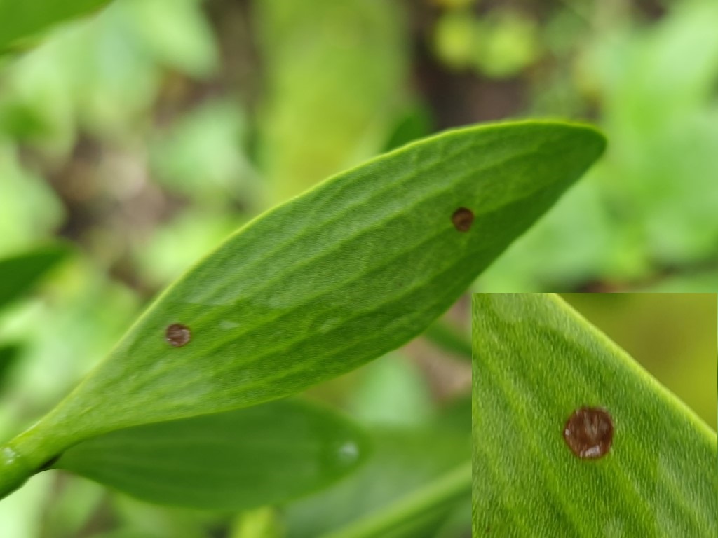 Plenodomus visci – Plantengal op Maretak – Viscum album – Plantengal ...