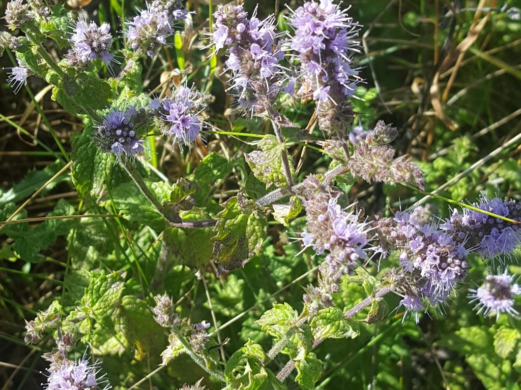 munt – Wollige munt – Mentha x rotundifolia | Houtem Natuur Waarnemingen